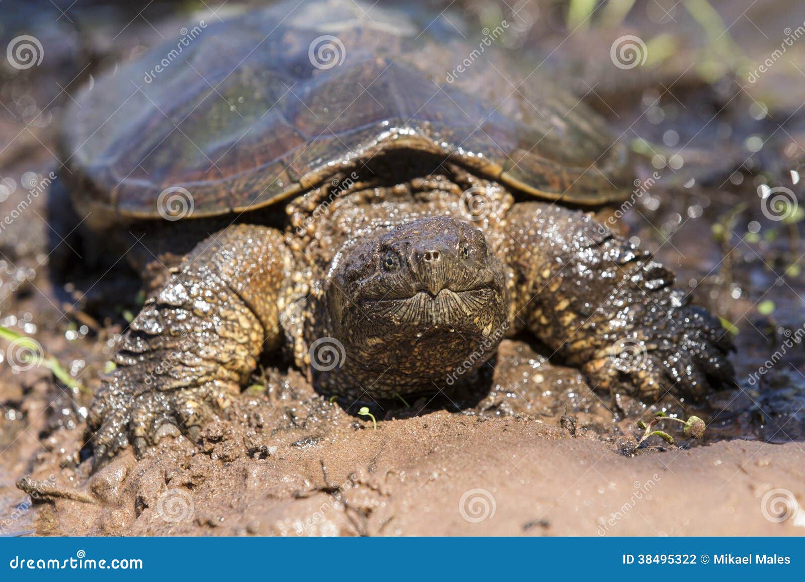 Ameican Alligator Snapping Turtle Crawling in Mud Stock Photo - Image ...