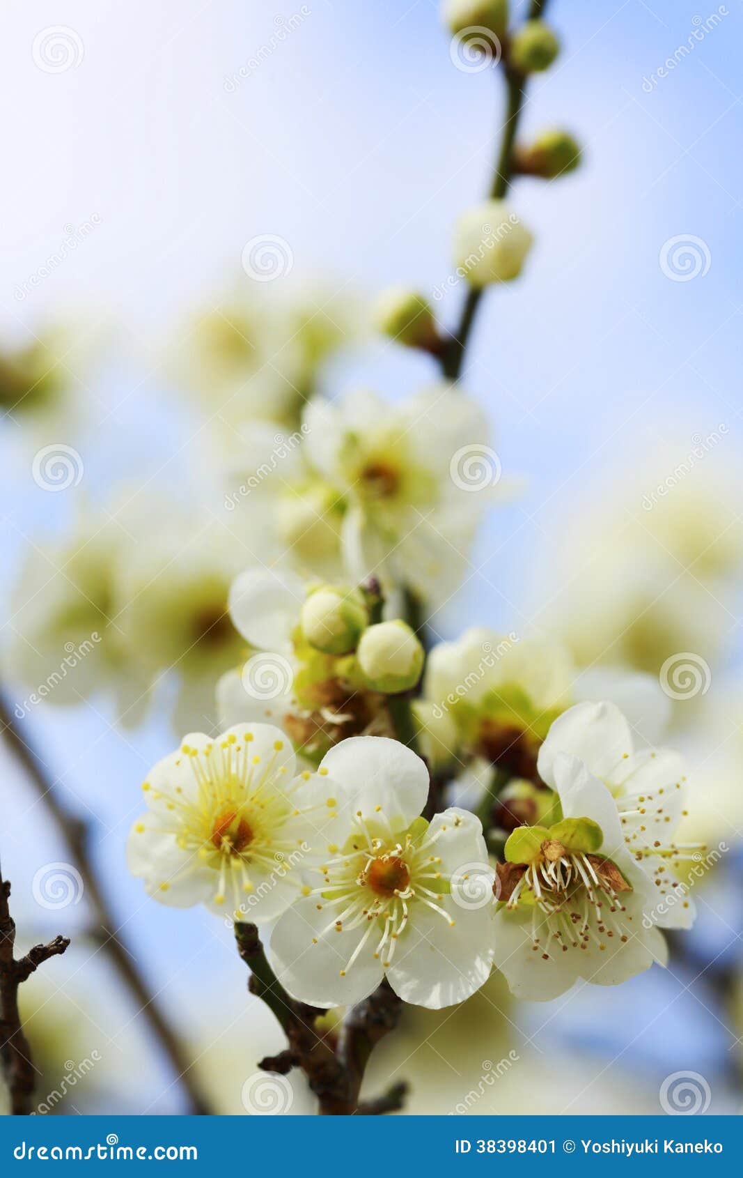 Ameixa-flor Do Japonês De UME Imagem de Stock - Imagem de curso, floral ...