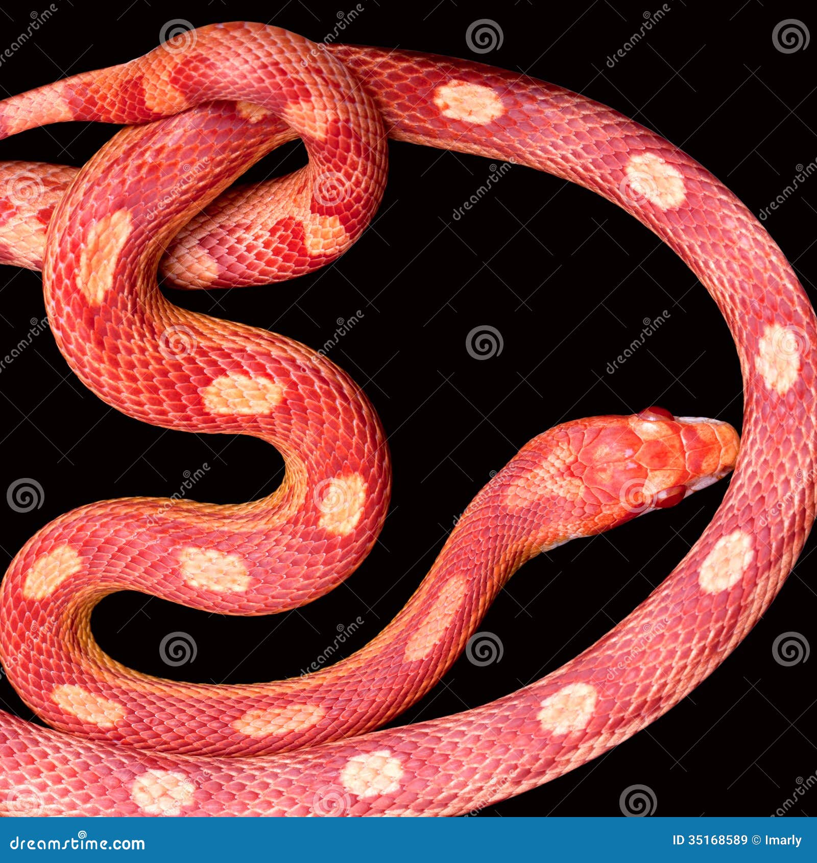 Amel Motley Corn snake stock image. Image of motley, amel - 35168589