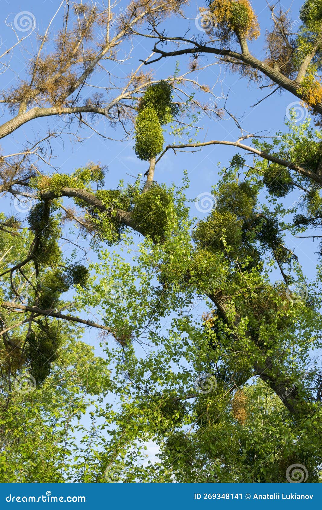 Amela Balls Parasitize Trees on Trees. Parasite on a Tree Stock Image ...