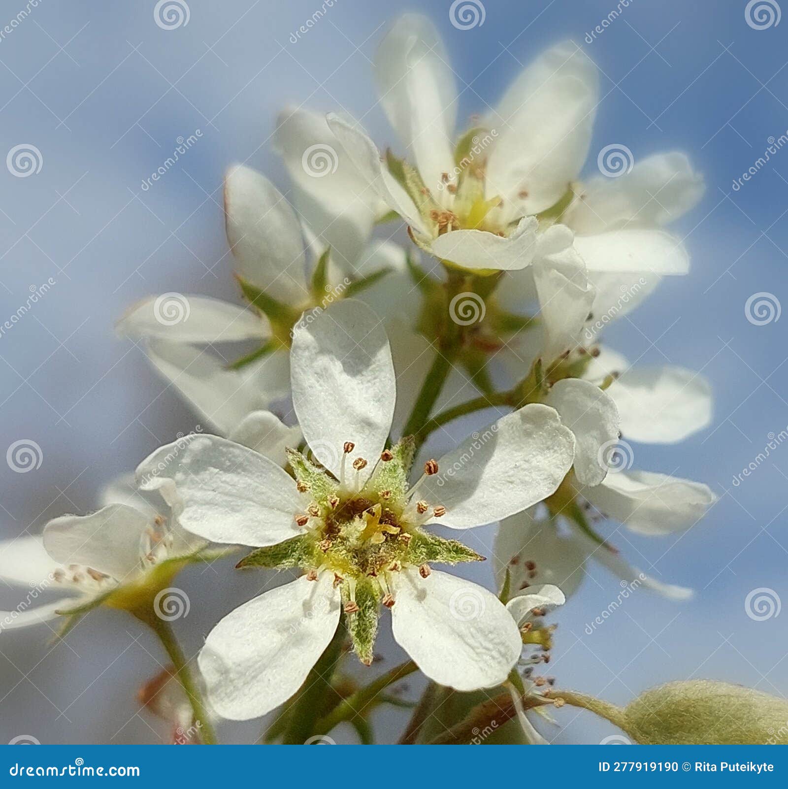 Amelanchier flowers stock photo. Image of shrub, blooming - 277919190