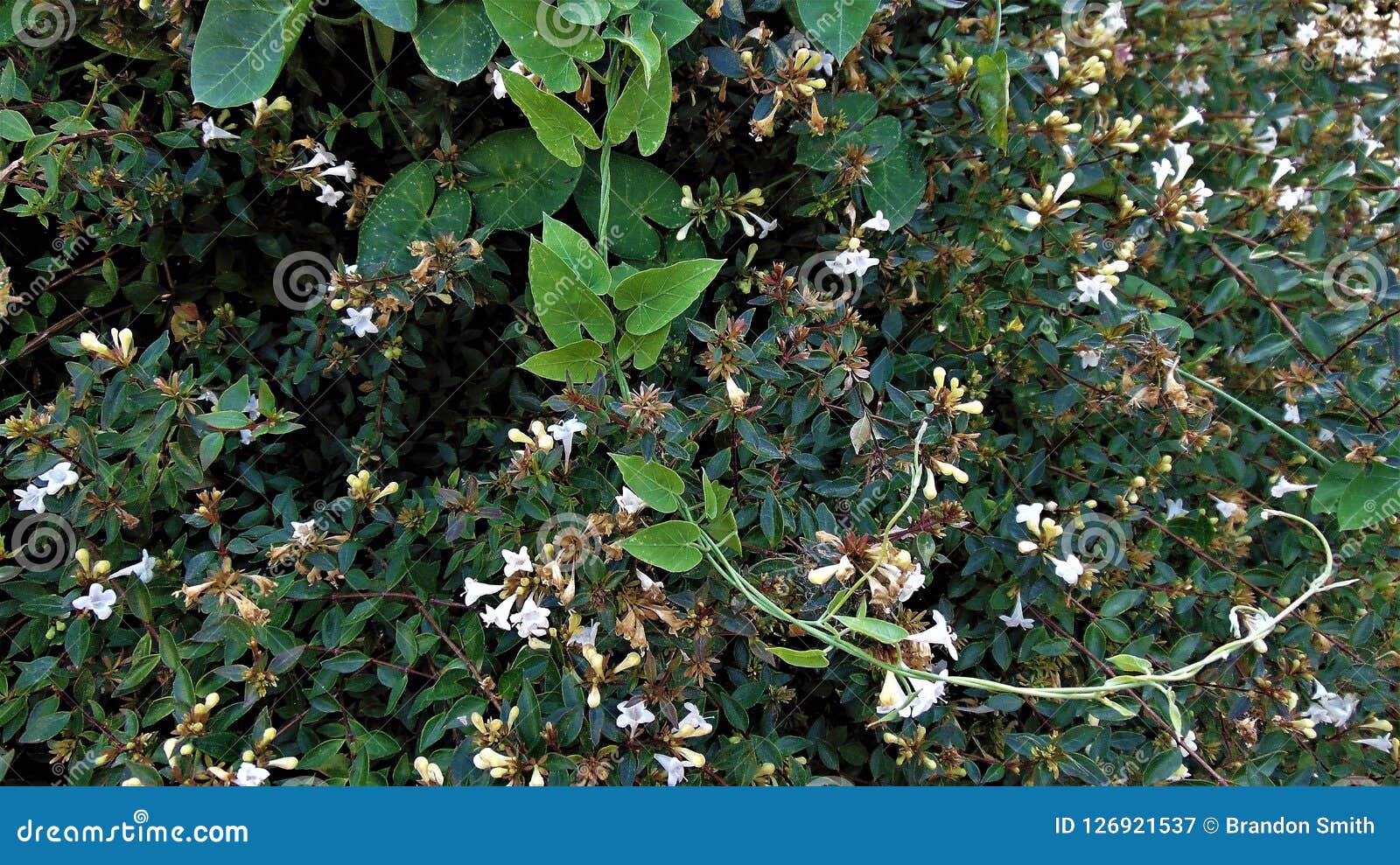 Amelia Plant brillante imagen de archivo. Imagen de follaje - 126921537