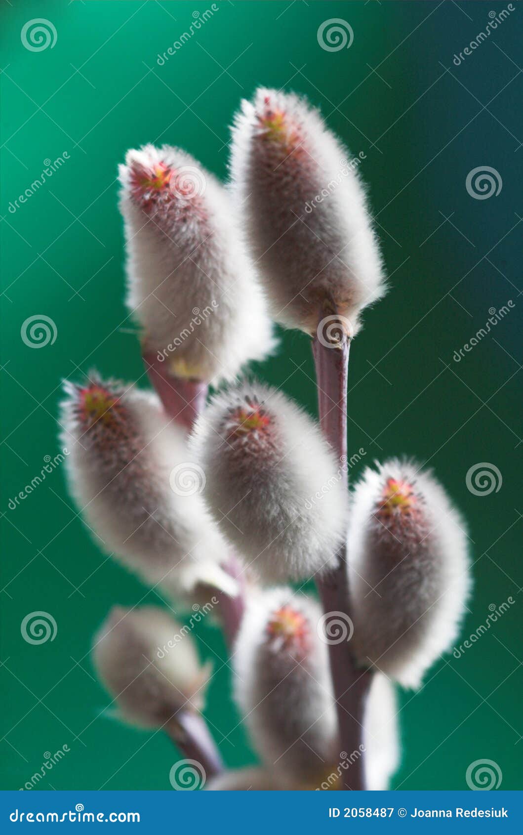 Ament stock image. Image of ament, april, blue, tree, catkin - 2058487