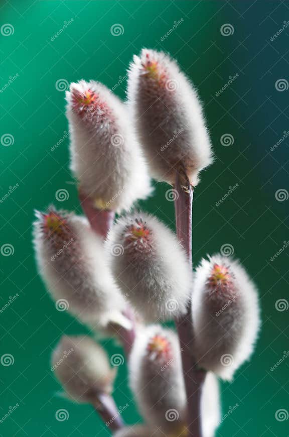 Ament stock image. Image of ament, april, blue, tree, catkin - 2058487