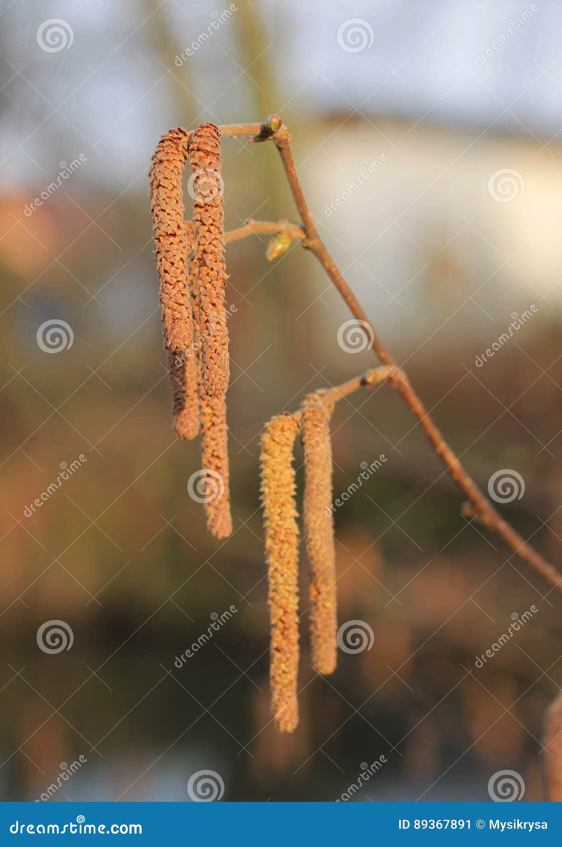 Aments stock image. Image of vegetation, bloom, ament - 89367891