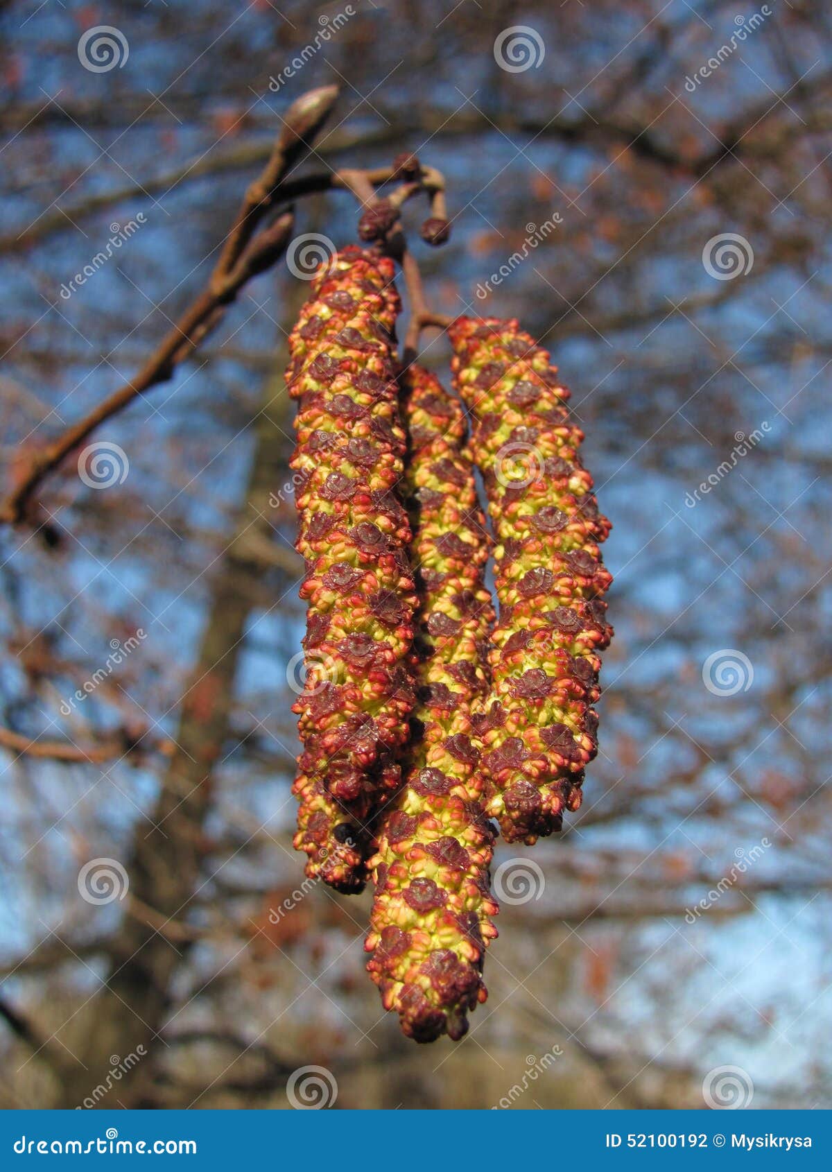 Aments stock photo. Image of season, spring, blooms, trees - 52100192