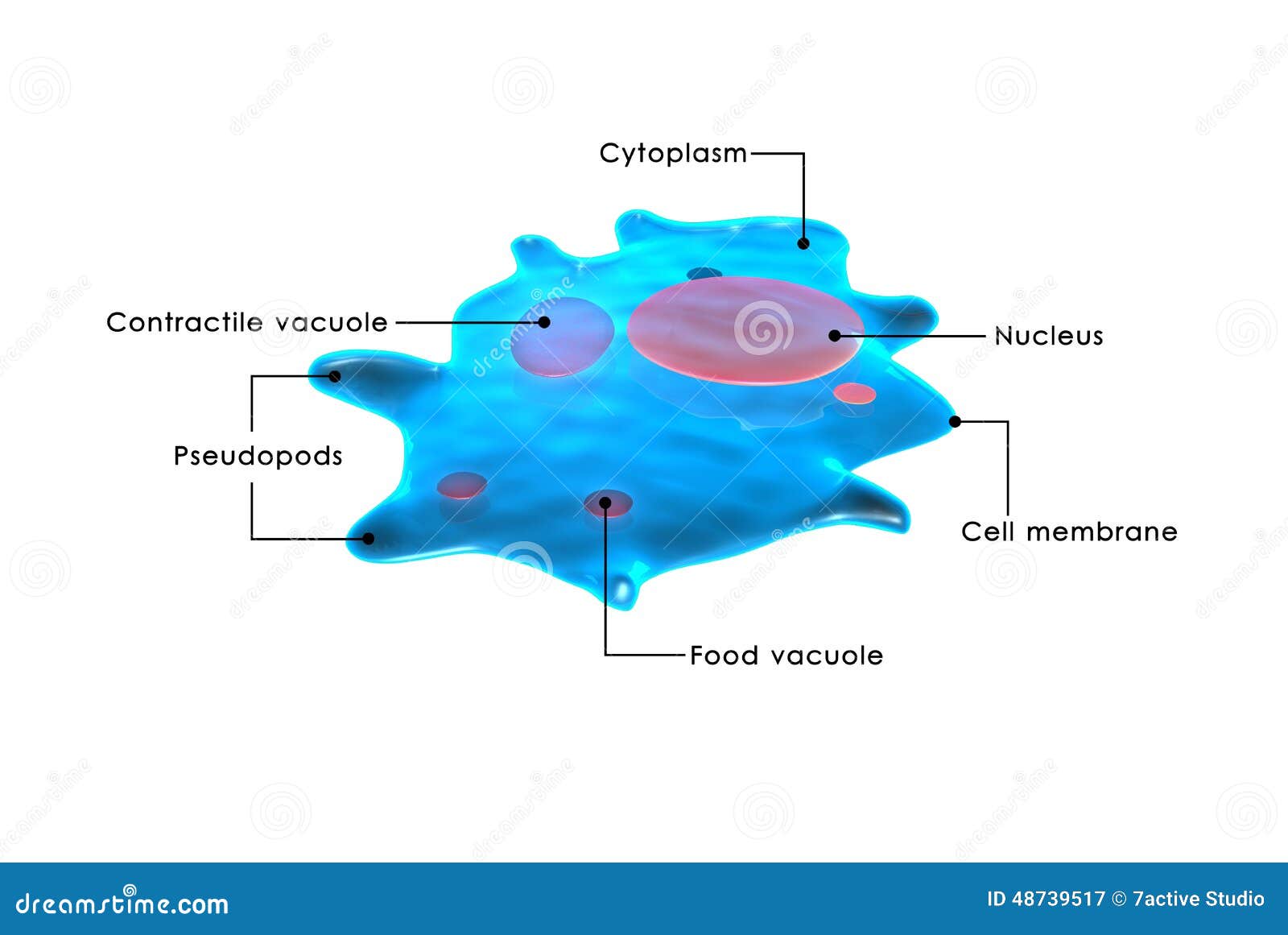 Ameoba illustrazione di stock. Illustrazione di cantato - 48739517