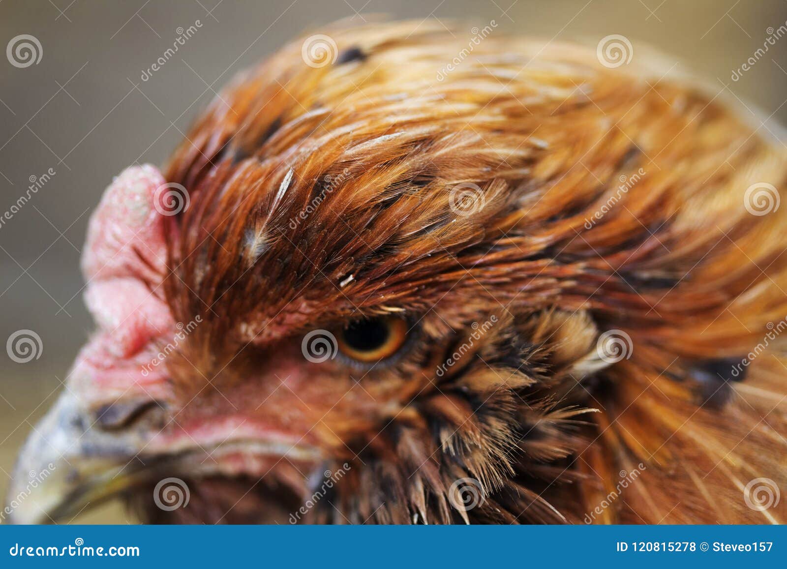 Ginger chicken 2 profile stock photo. Image of farm - 120815278
