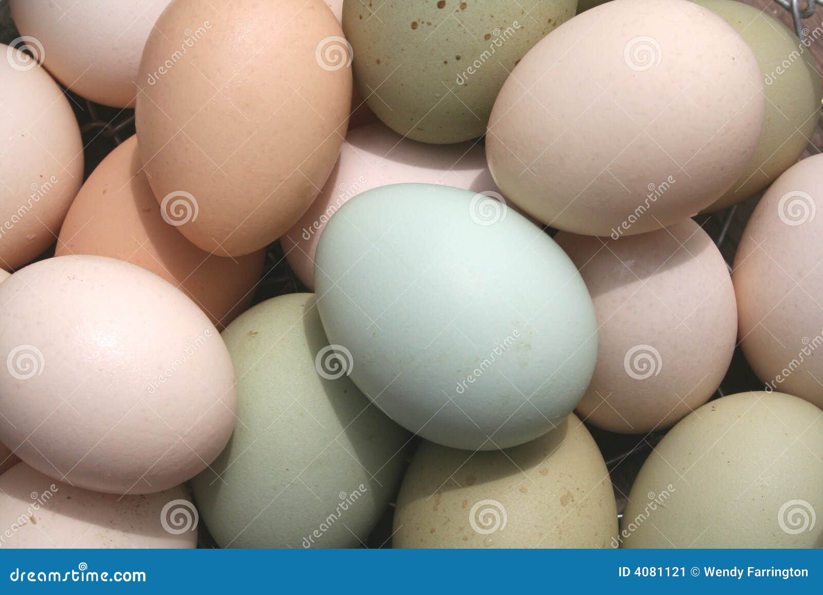 Barred Plymouth Rock Eggs Stock Photos - Free & Royalty-Free Stock ...