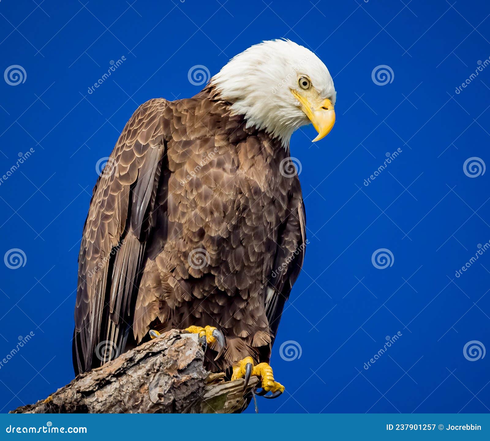 American Bald Eagle Portrait Facing Right and Looking Down Stock Image ...