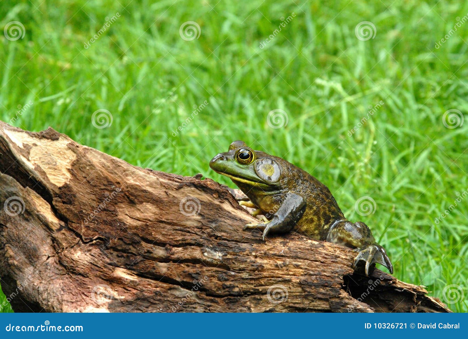 America bullfrog on log stock image. Image of ranidae - 10326721