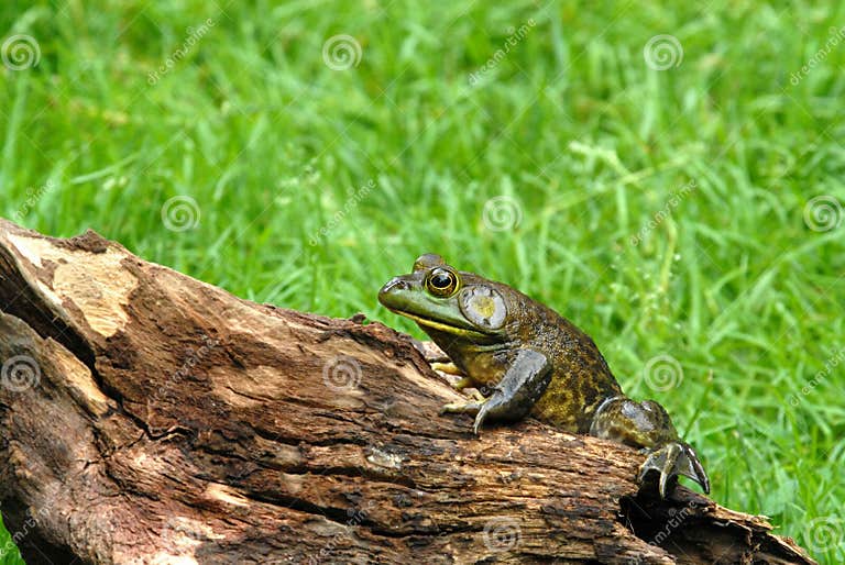 America bullfrog on log stock image. Image of ranidae - 10326721