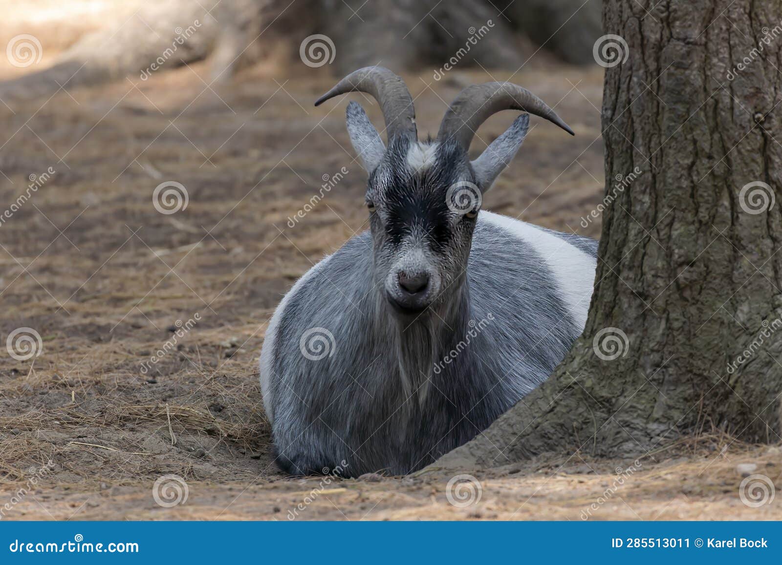 The American and African Pygmy Goat Stock Image - Image of african ...