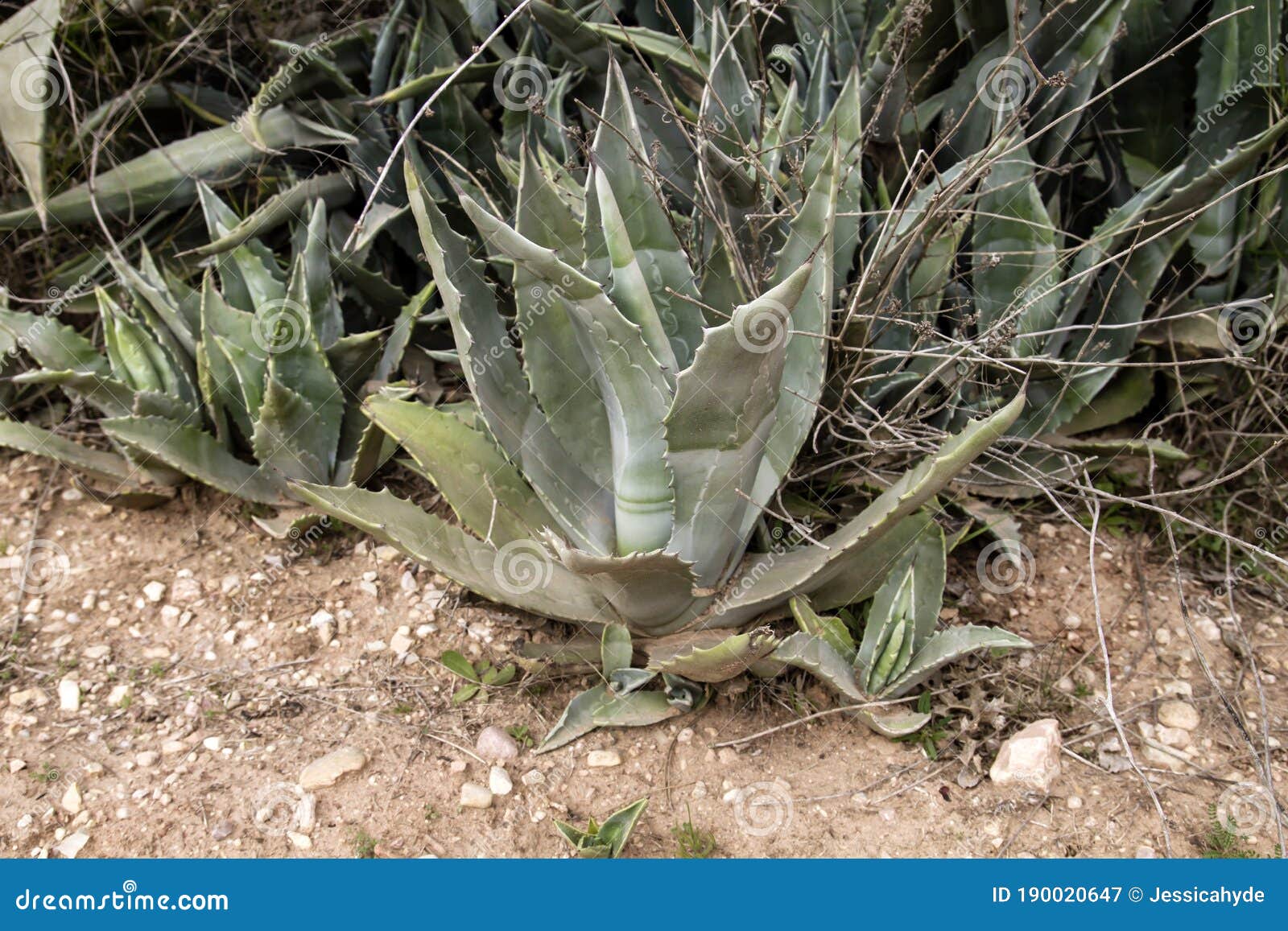 American agave plants stock image. Image of natural - 190020647