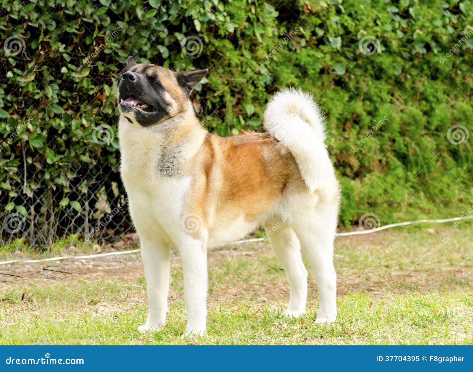 American Akita stock image. Image of double, friendly - 37704395