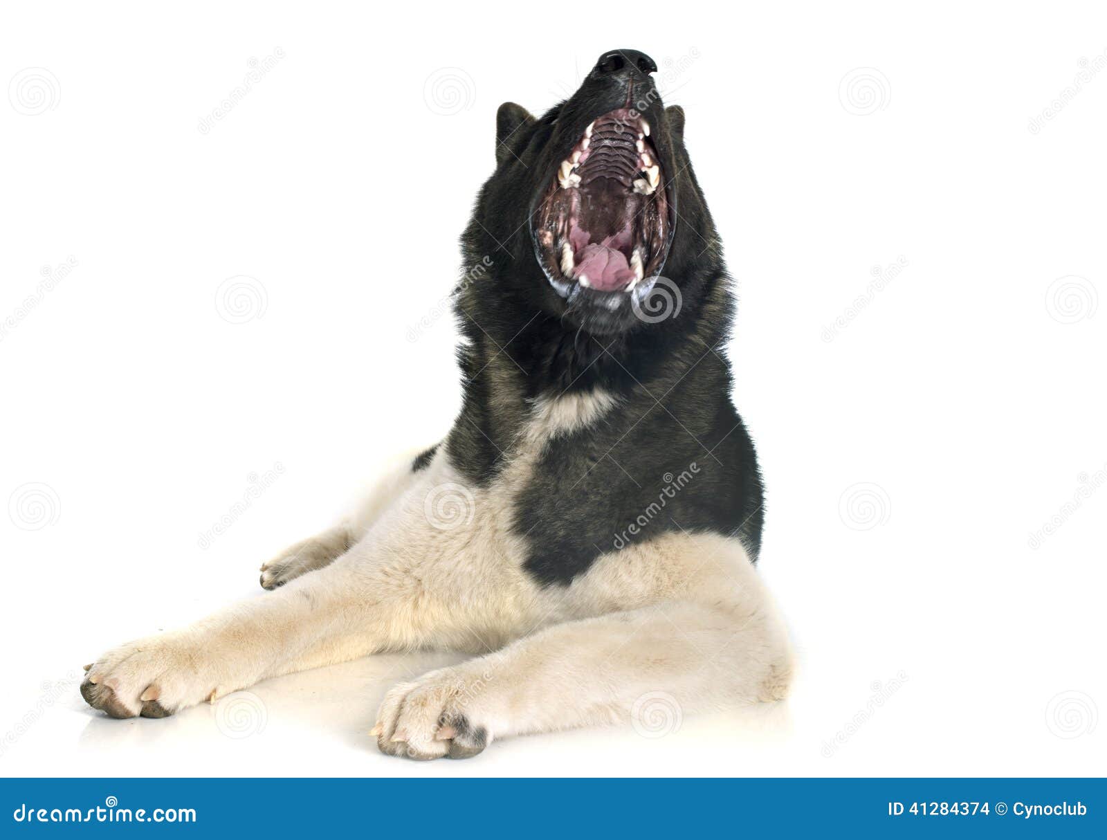 American akita stock photo. Image of animal, teeth, purebred - 41284374