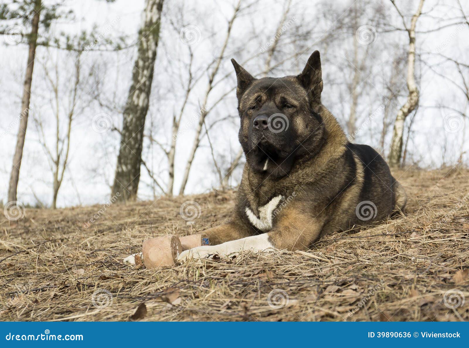 American Akita stock photo. Image of standing, spring - 39890636