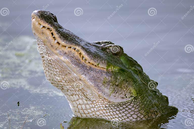 American Alligator stock image. Image of jaws, posturing - 13527001