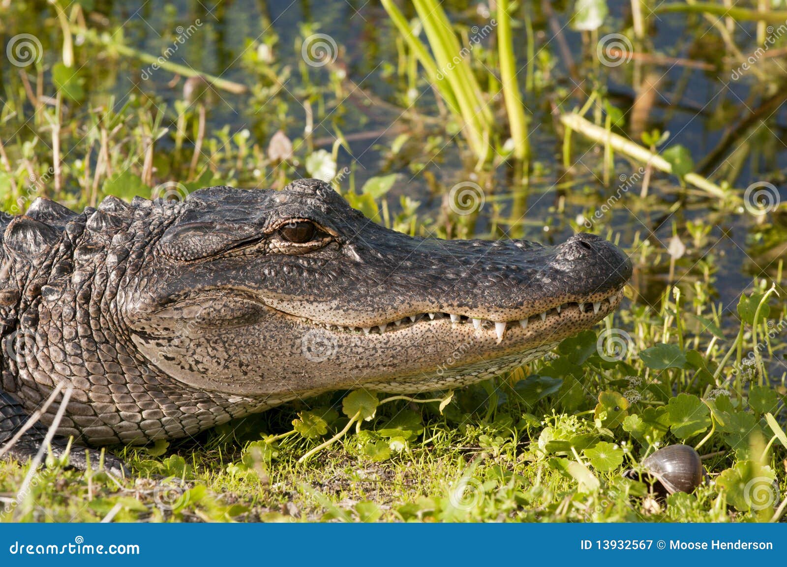 American Alligator stock image. Image of alligatoridae - 13932567