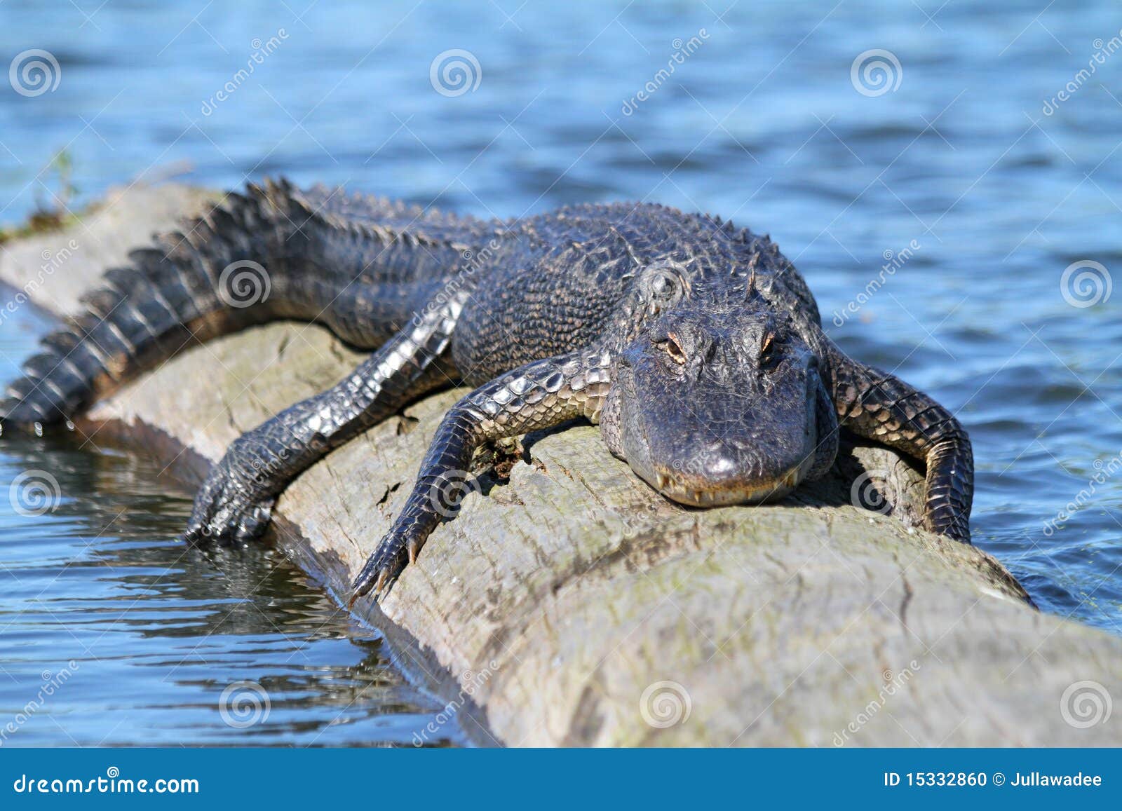 American Alligator stock photo. Image of carnivorous - 15332860
