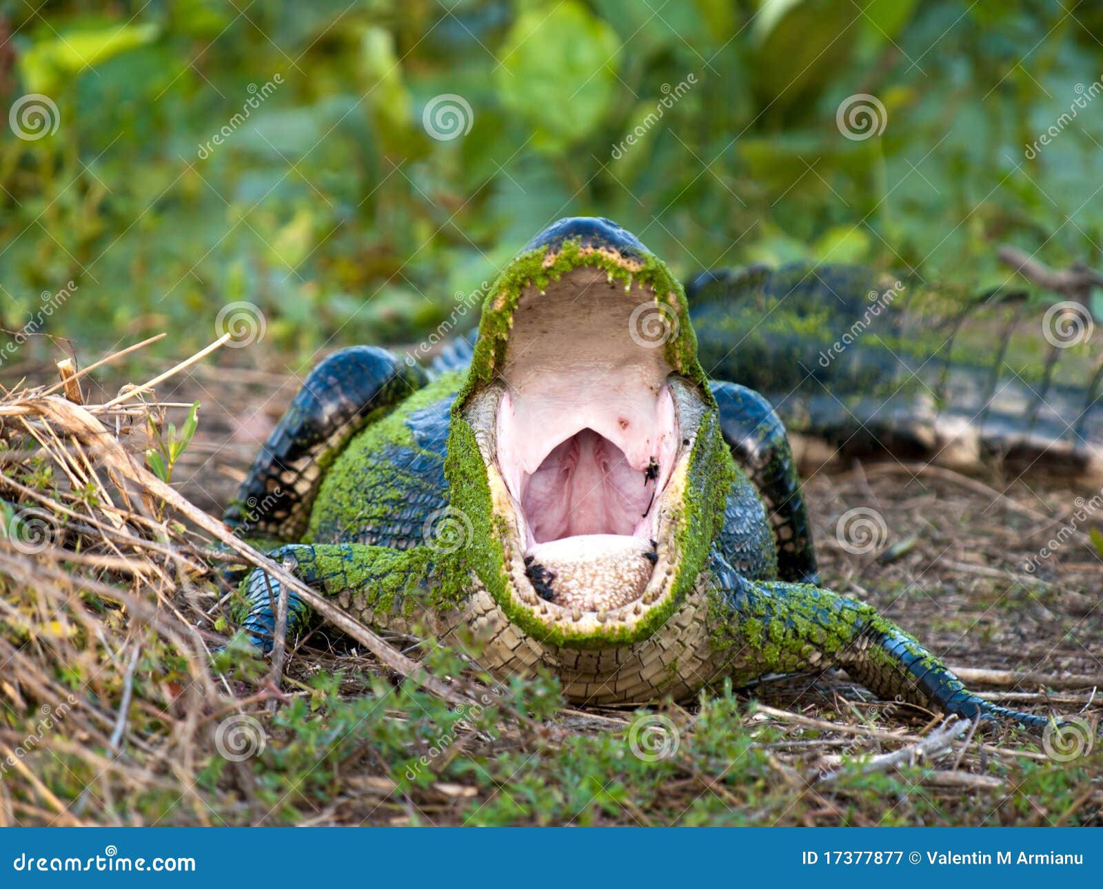 American alligator stock image. Image of crocodile, horizontal - 17377877