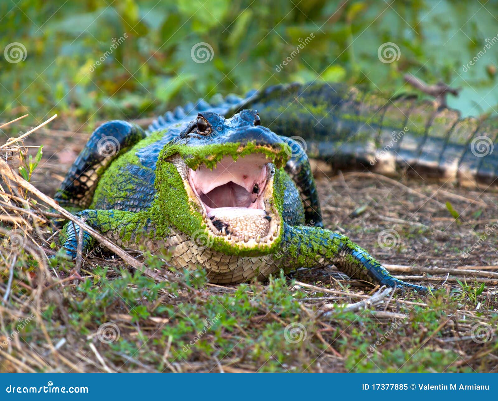 American alligator stock image. Image of marsh, gator - 17377885
