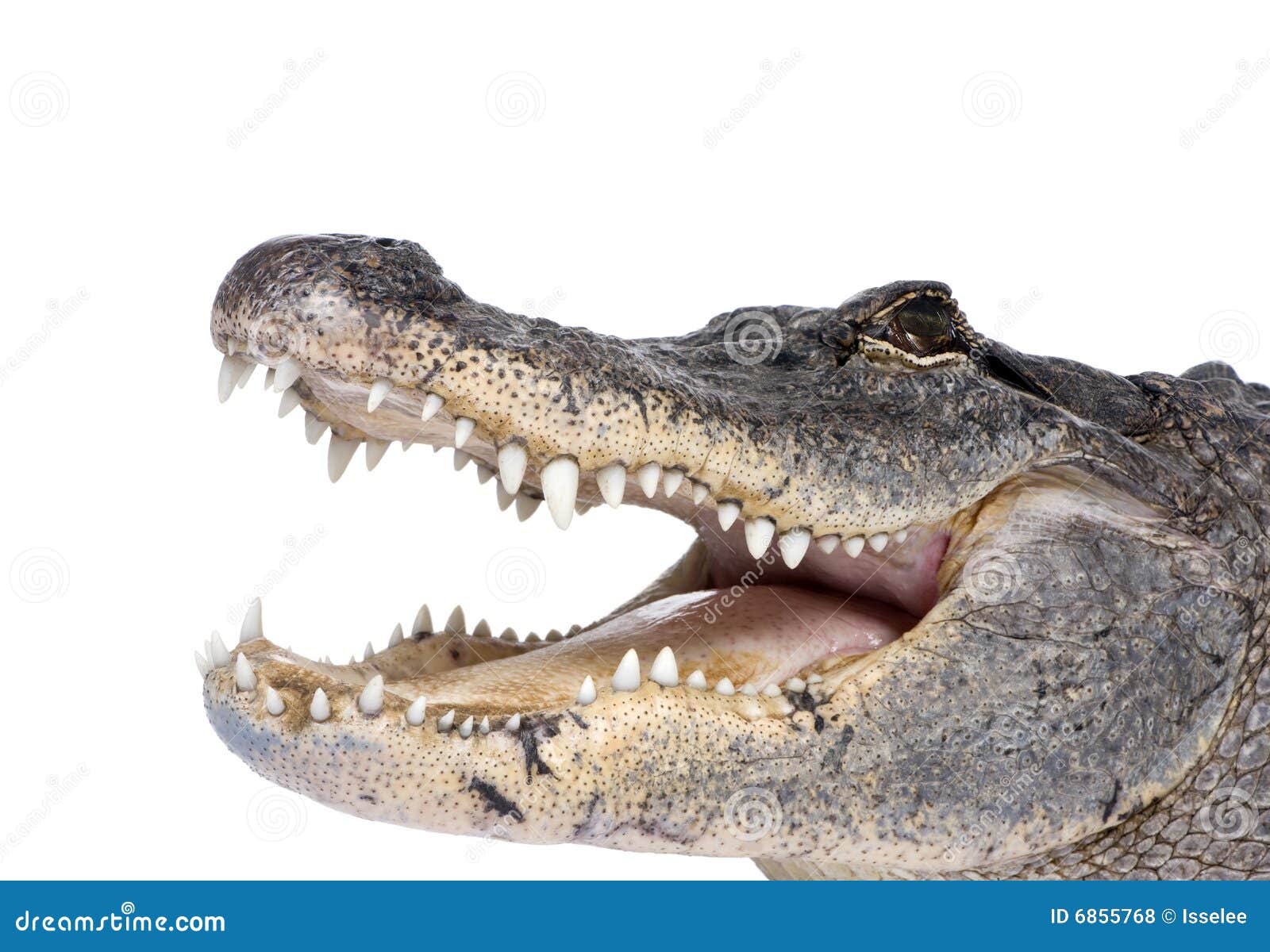 American Alligator - Alligator Mississippiensis Stock Photo - Image of ...