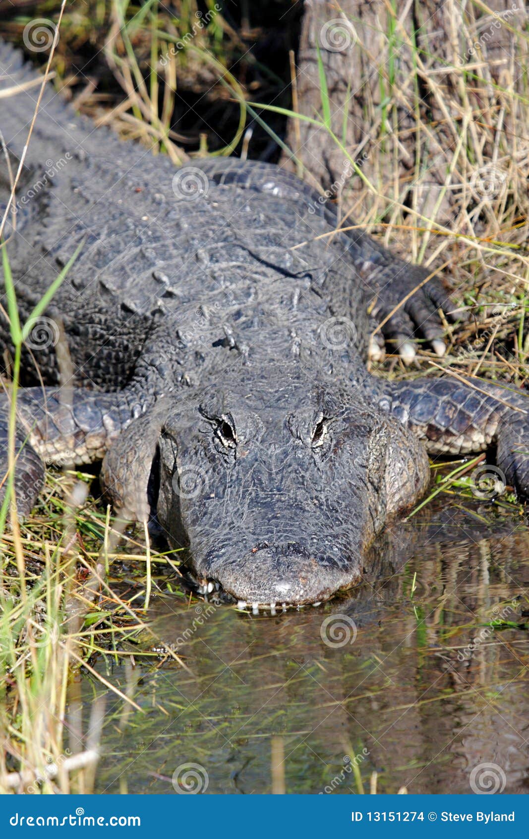 American Alligator Basking in the Sun Stock Photo - Image of crocodile ...