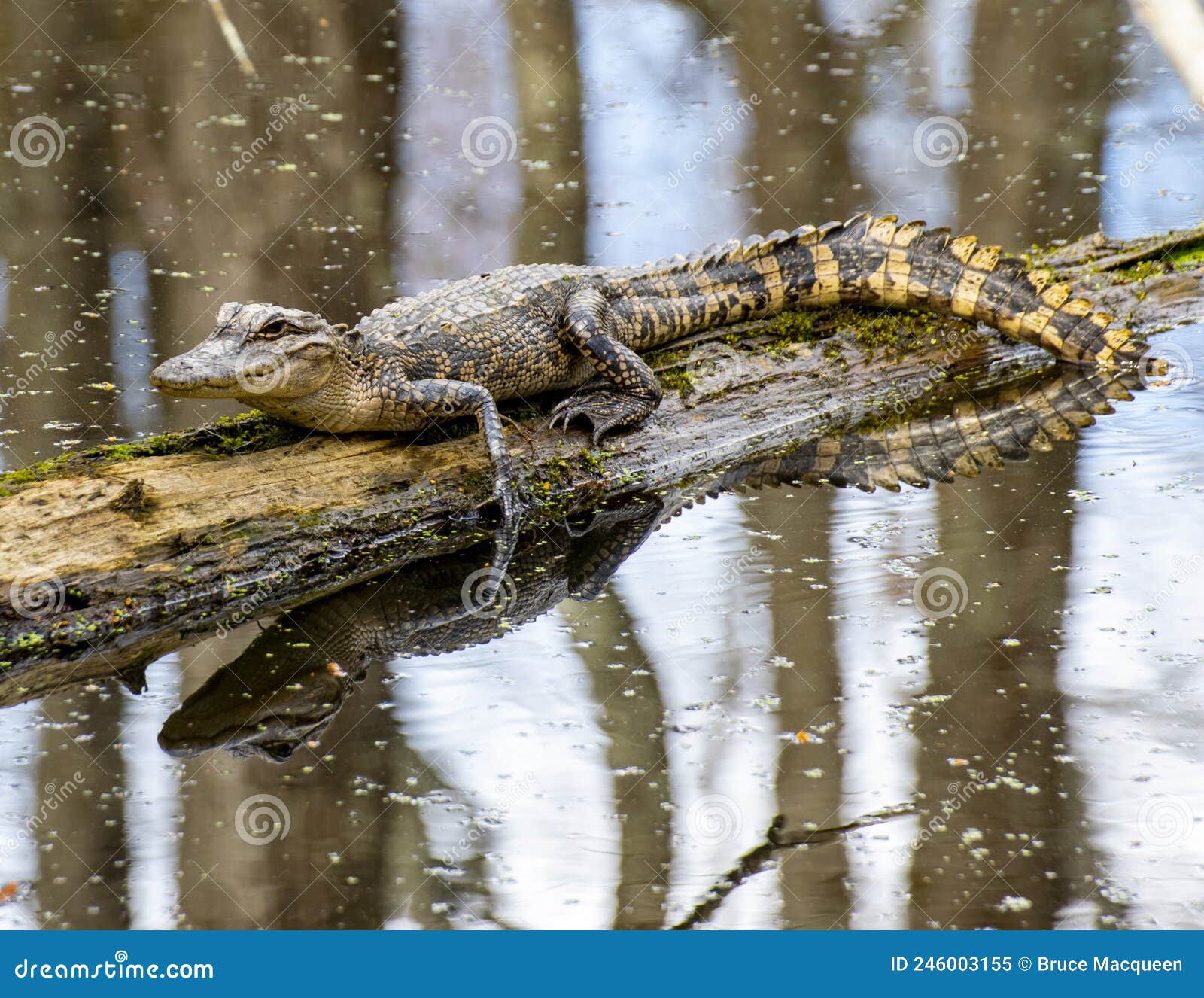 American Alligator Basking stock image. Image of alligator - 246003155