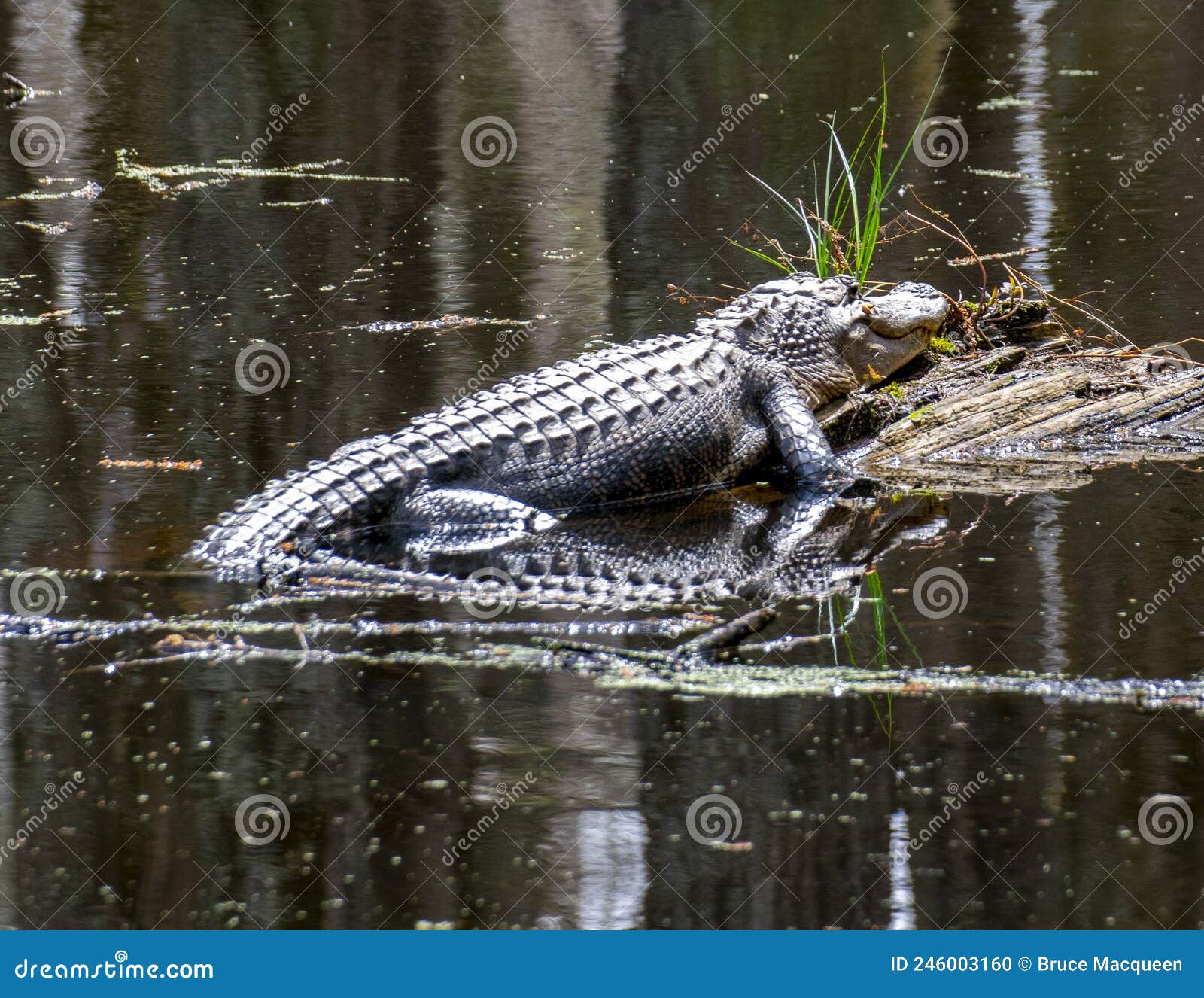 American Alligator Basking stock photo. Image of large - 246003160