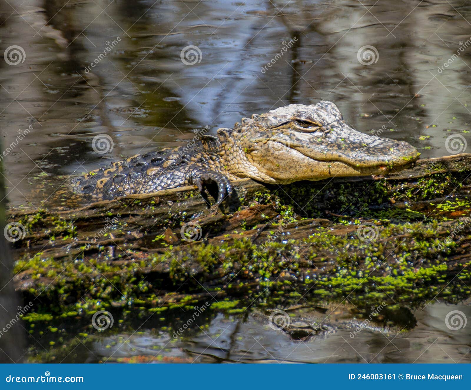 American Alligator Basking stock image. Image of outdoors - 246003161