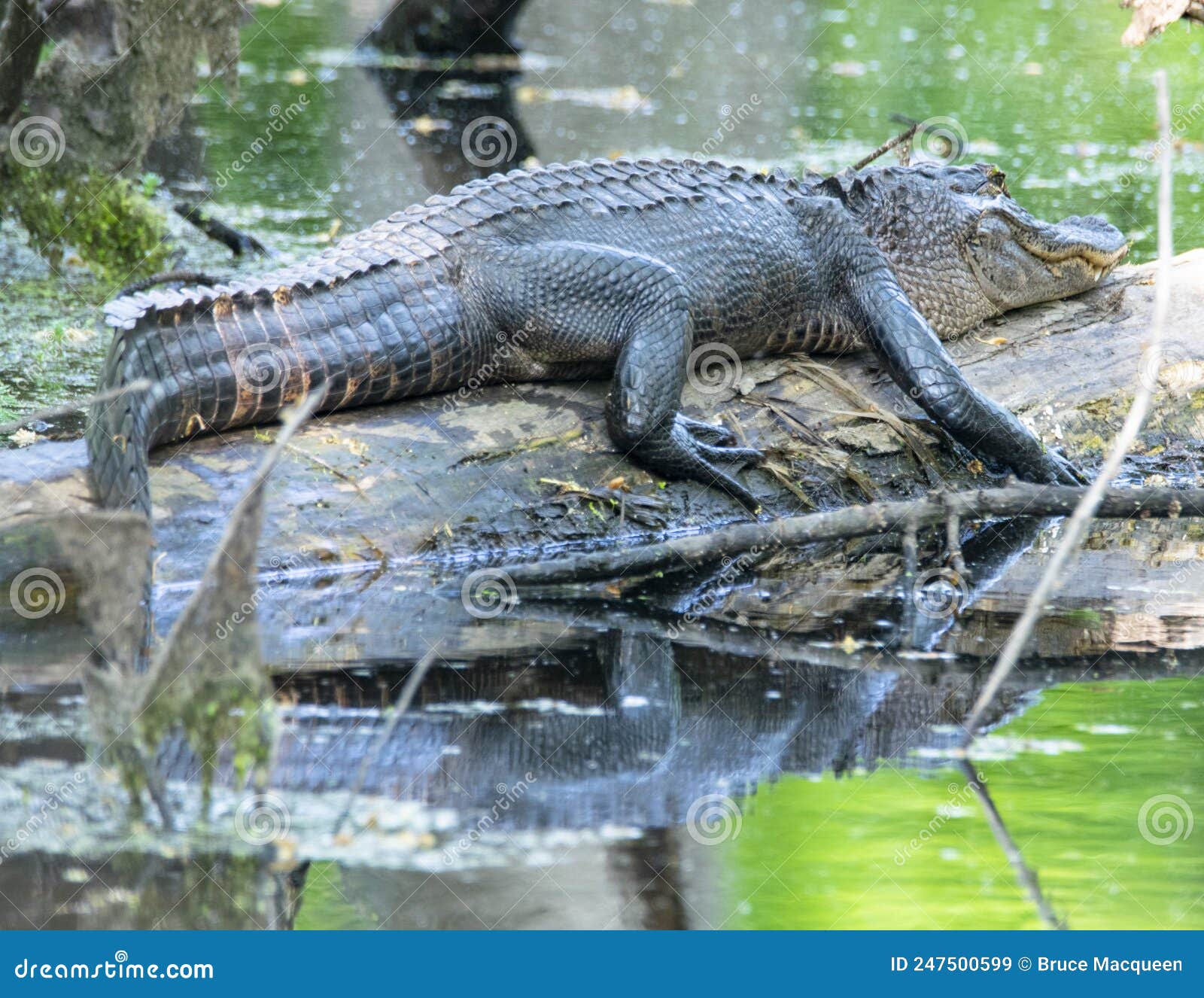 American Alligator Basking stock image. Image of large - 247500599