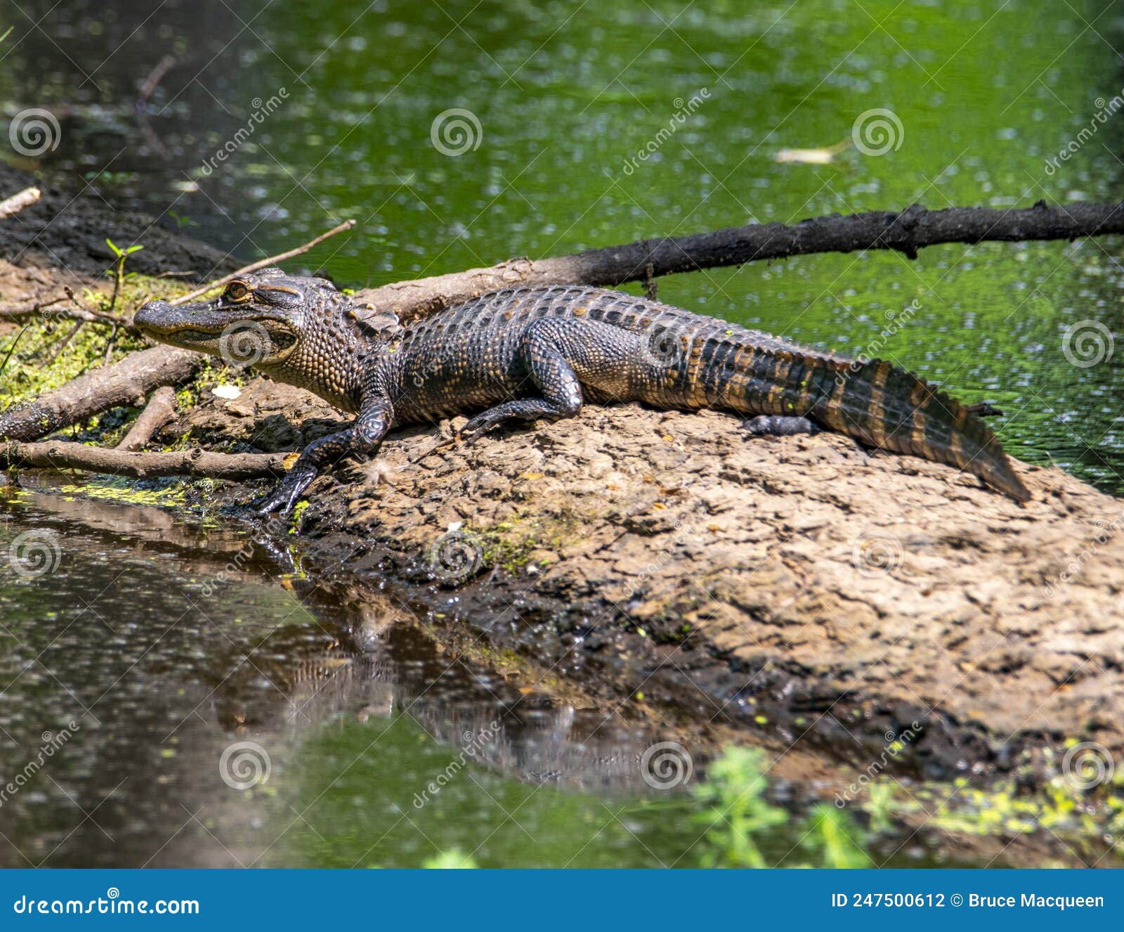 American Alligator Basking stock photo. Image of nature - 247500612