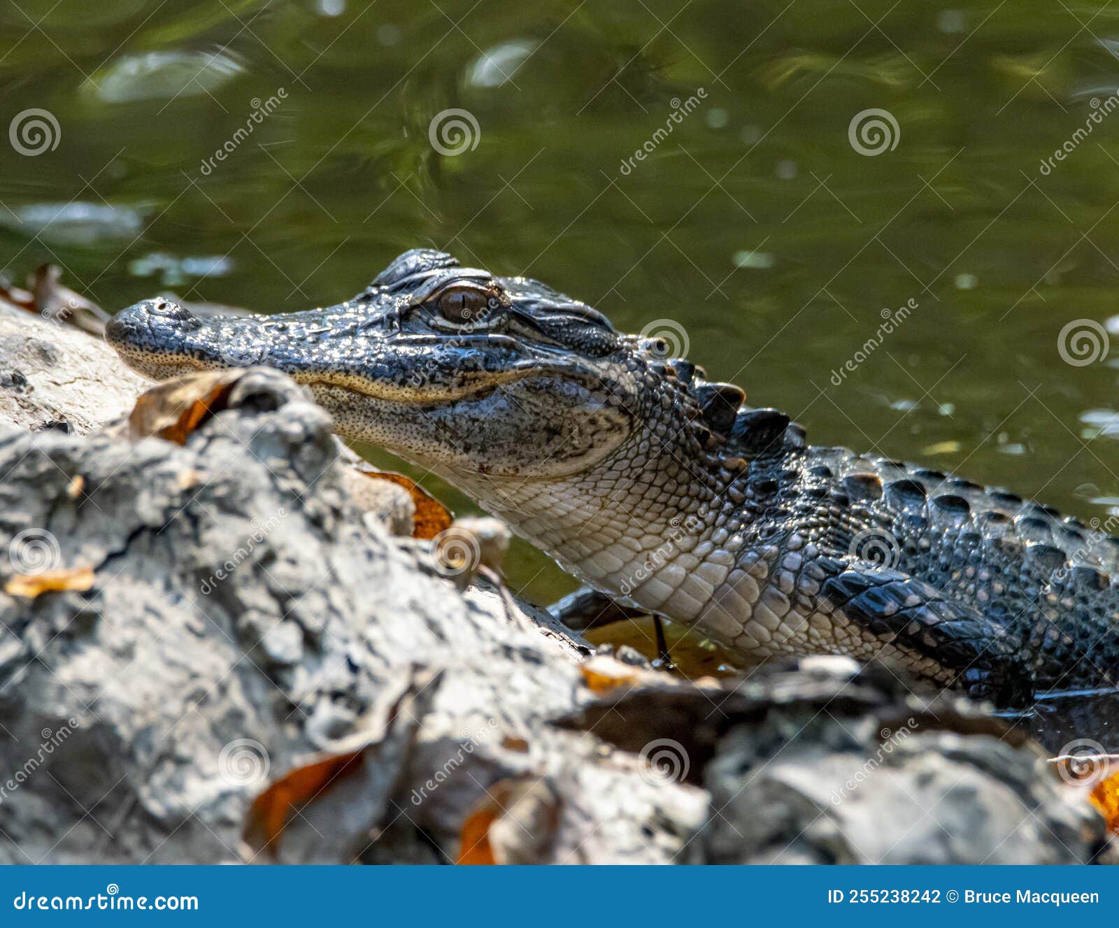 American Alligator Basking stock photo. Image of alligator - 255238242
