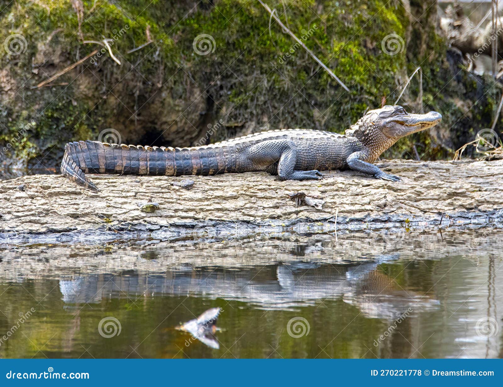 American Alligator Basking stock photo. Image of danger - 270221778