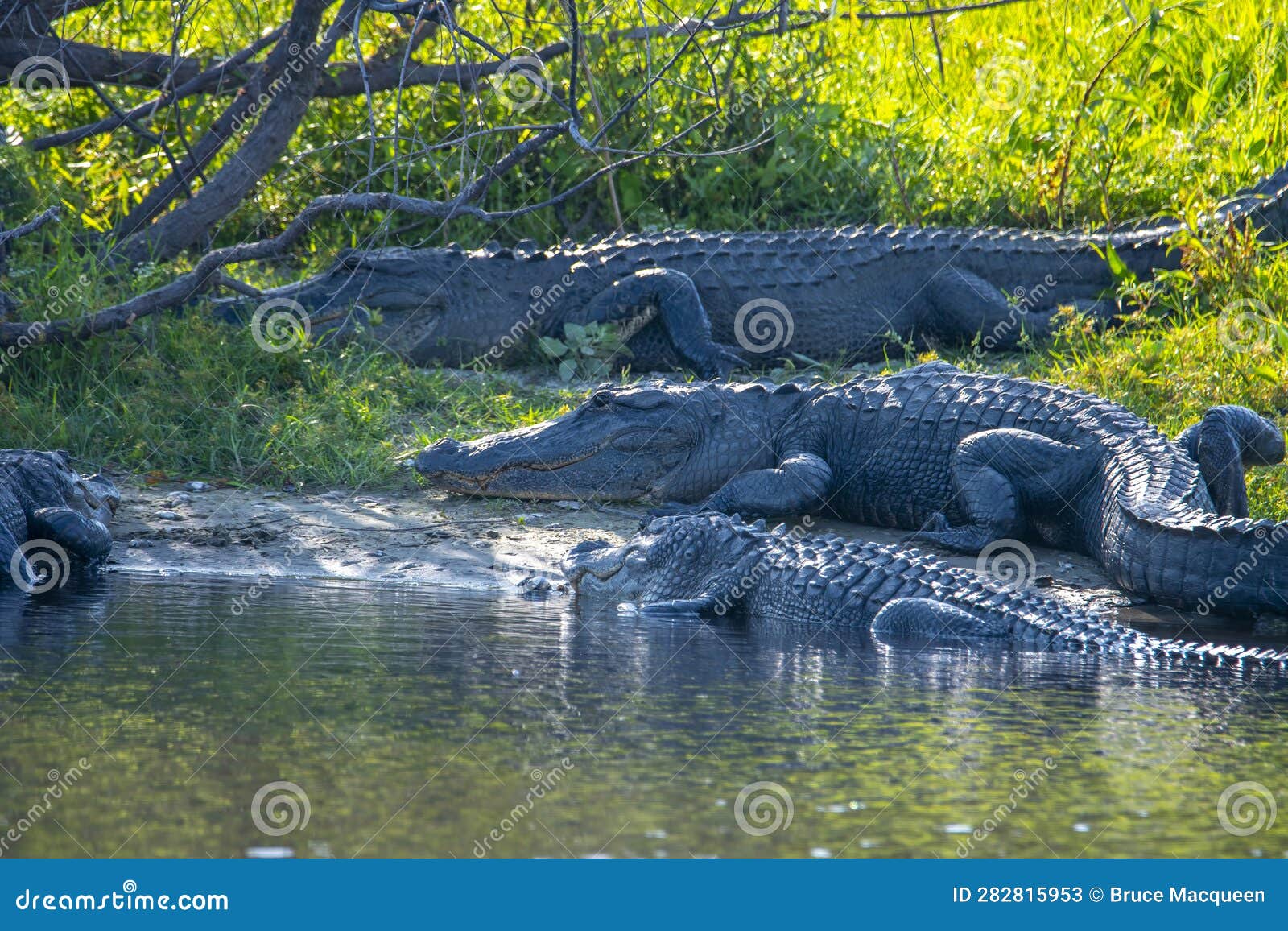 American Alligator Basking stock image. Image of basking - 282815953