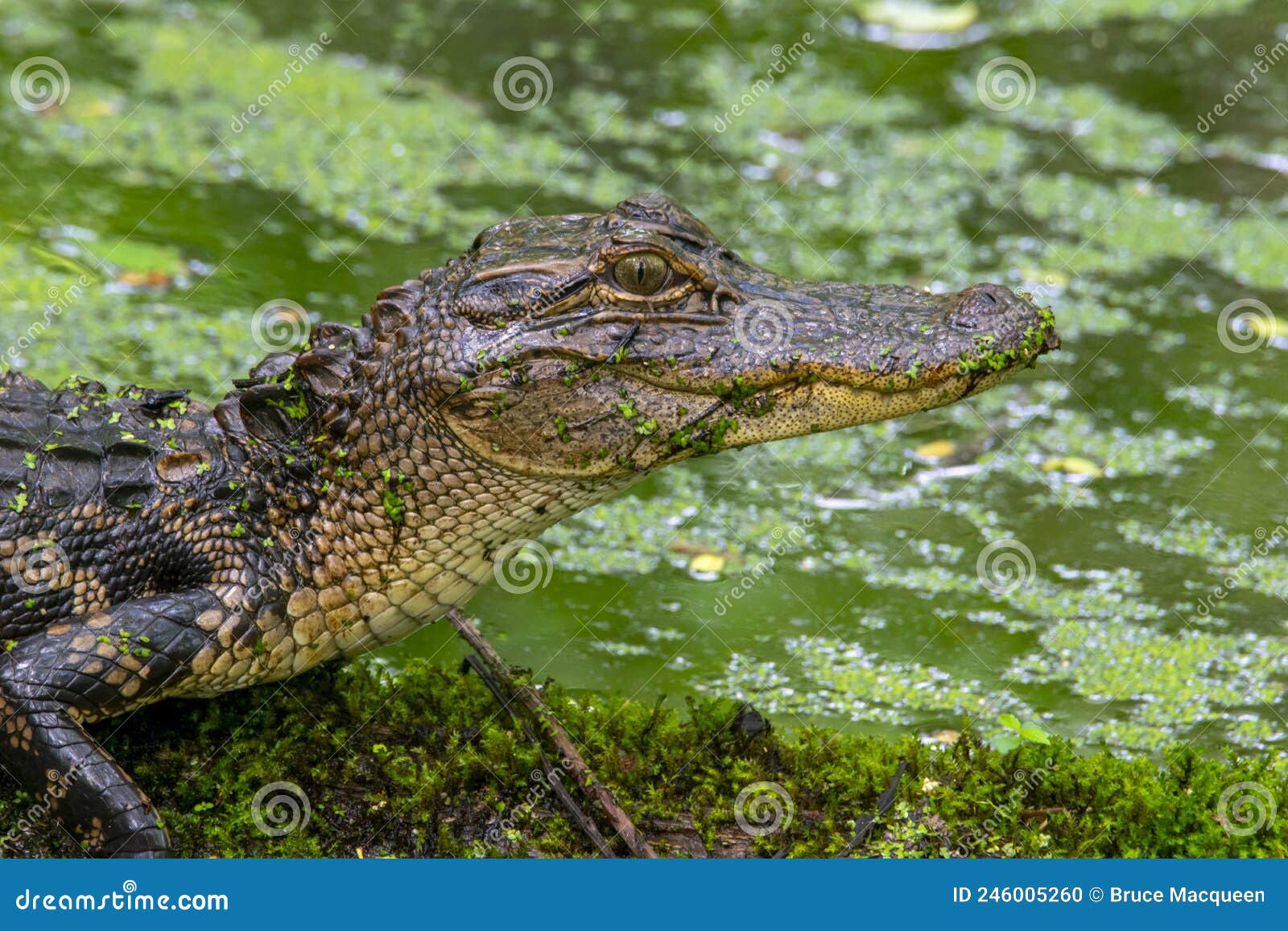 American Alligator Basking stock photo. Image of fauna - 246005260