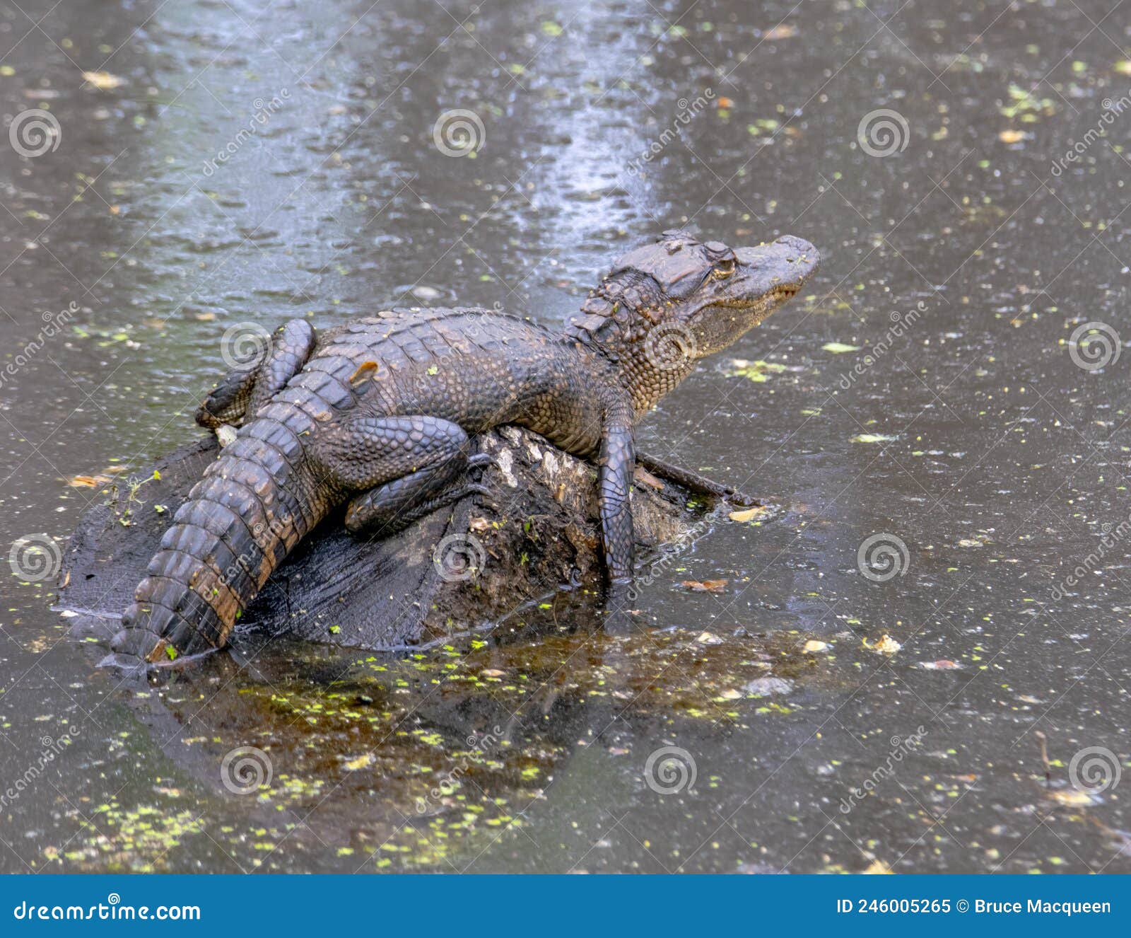 American Alligator Basking stock image. Image of reptile - 246005265
