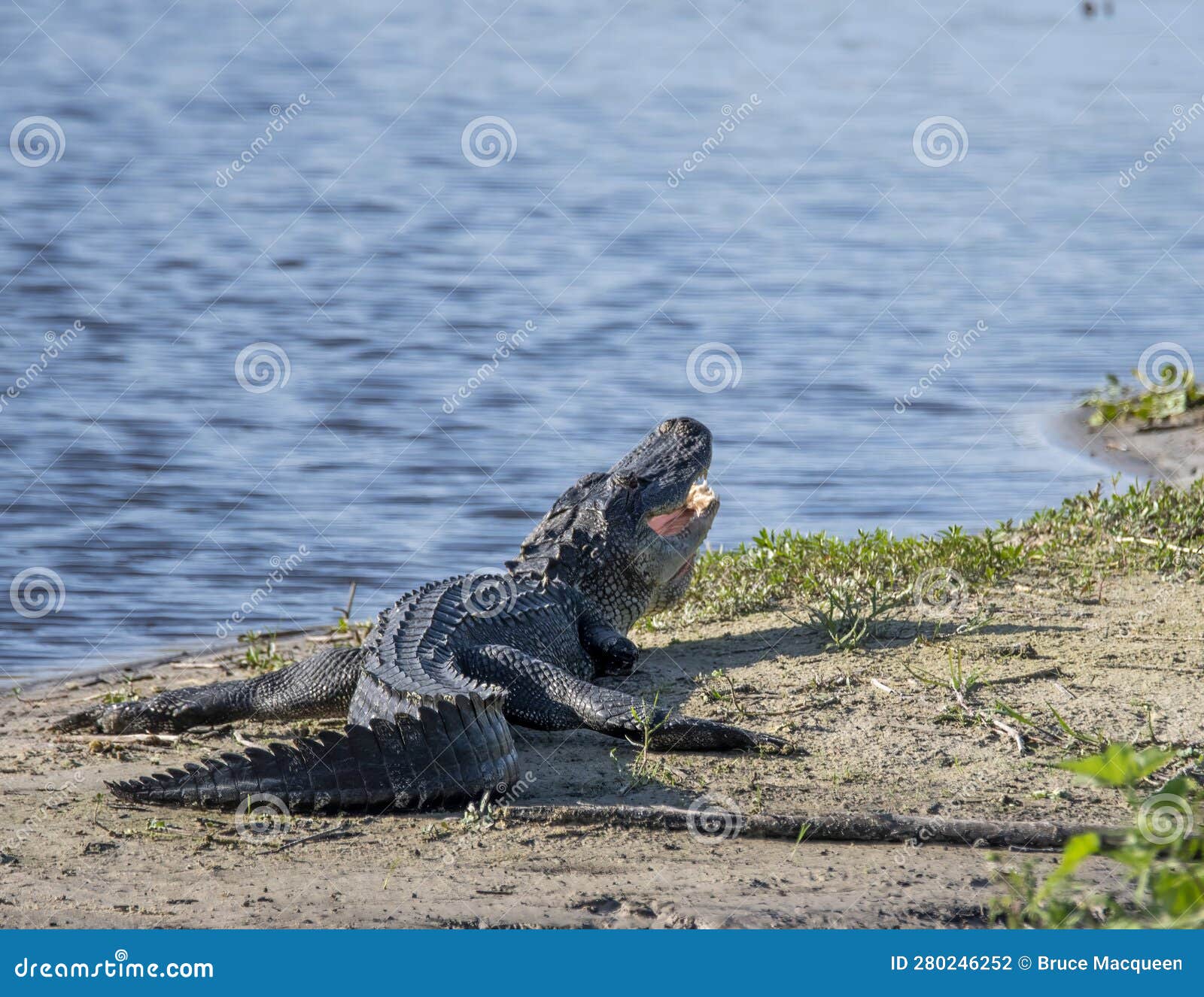 American Alligator Basking stock photo. Image of shore - 280246252