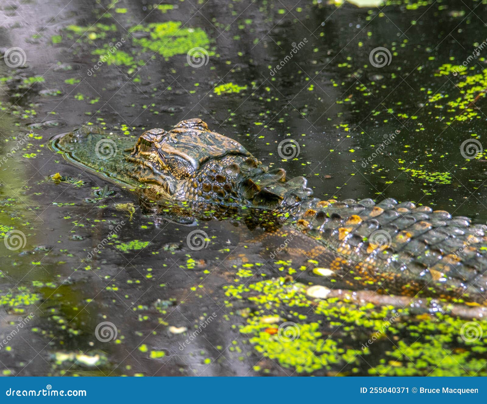American Alligator Basking stock image. Image of large - 255040371
