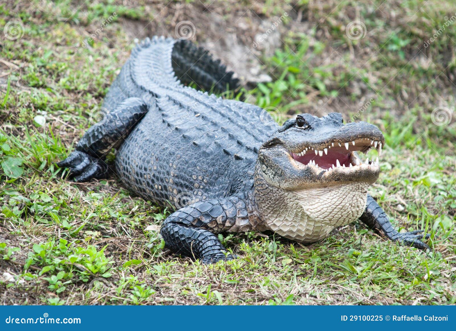 American Alligator body stock image. Image of animal - 29100225