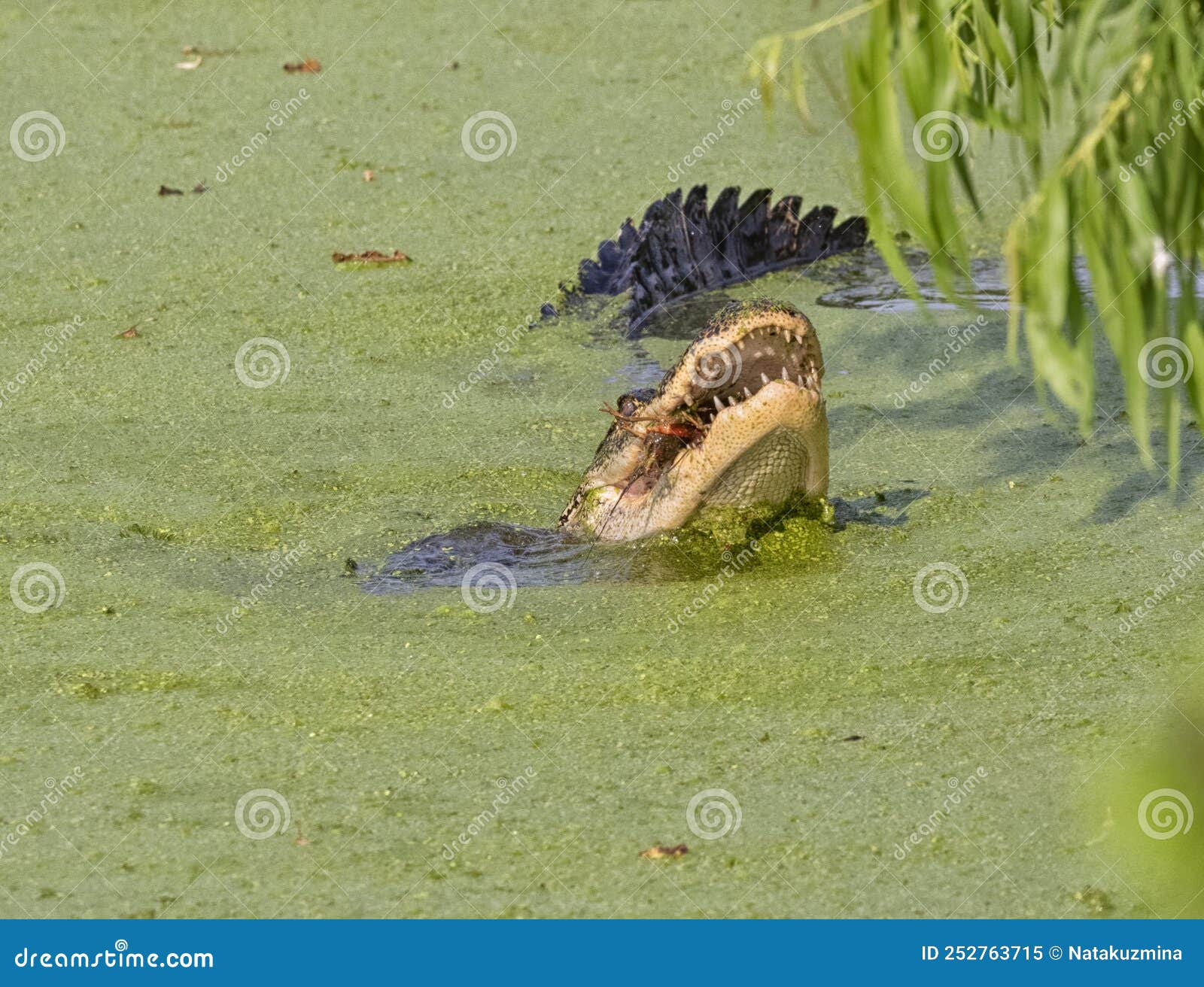 American Alligator is Catching a Crawfish Stock Image - Image of bend ...