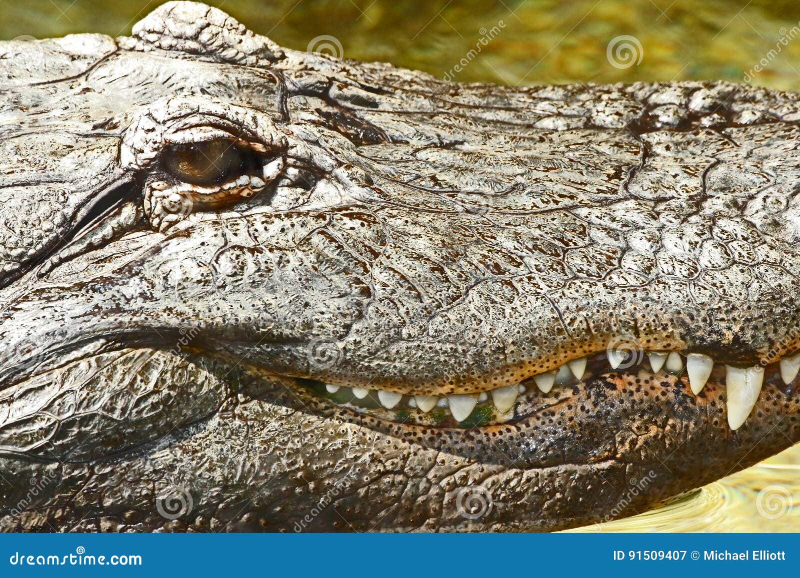 Southern Alligator Lizard Bite Stock Photos - Free & Royalty-Free Stock ...