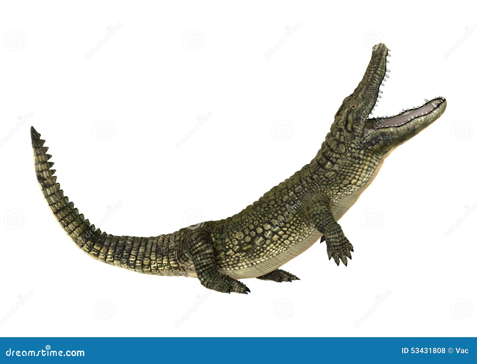 American Alligator stock photo. Image of green, animal - 53431808