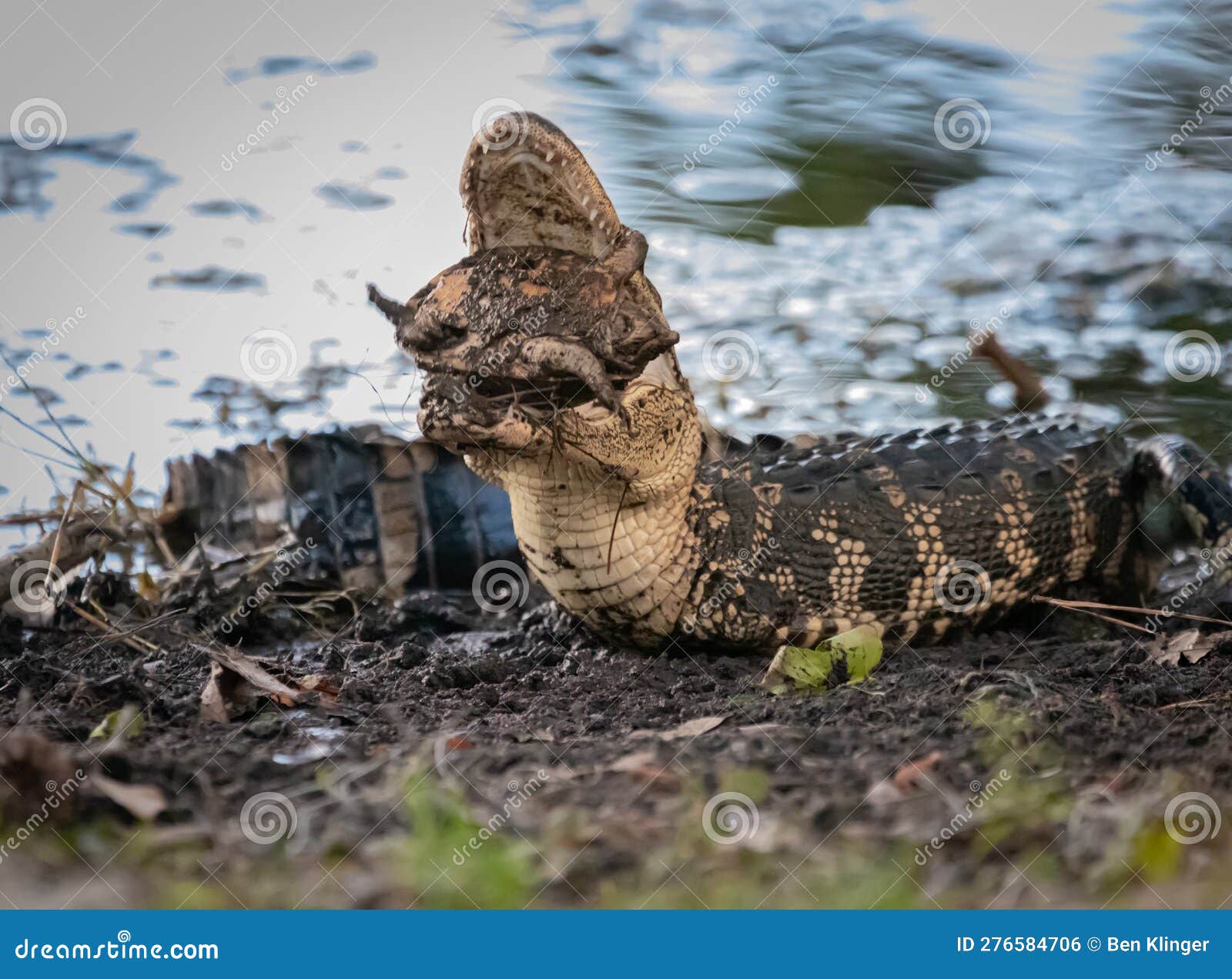 American Alligator with Eastern Mud Turtle As Prey Stock Photo - Image ...