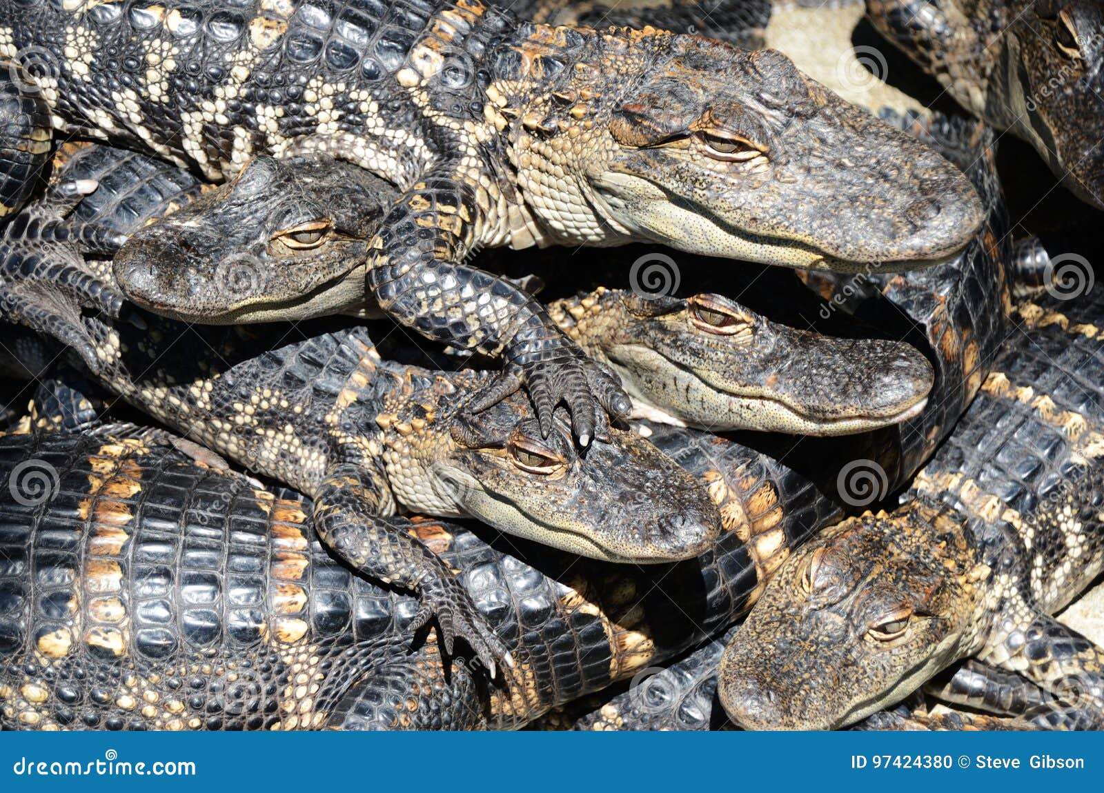 American Alligator Farm stock photo. Image of lurking - 97424380