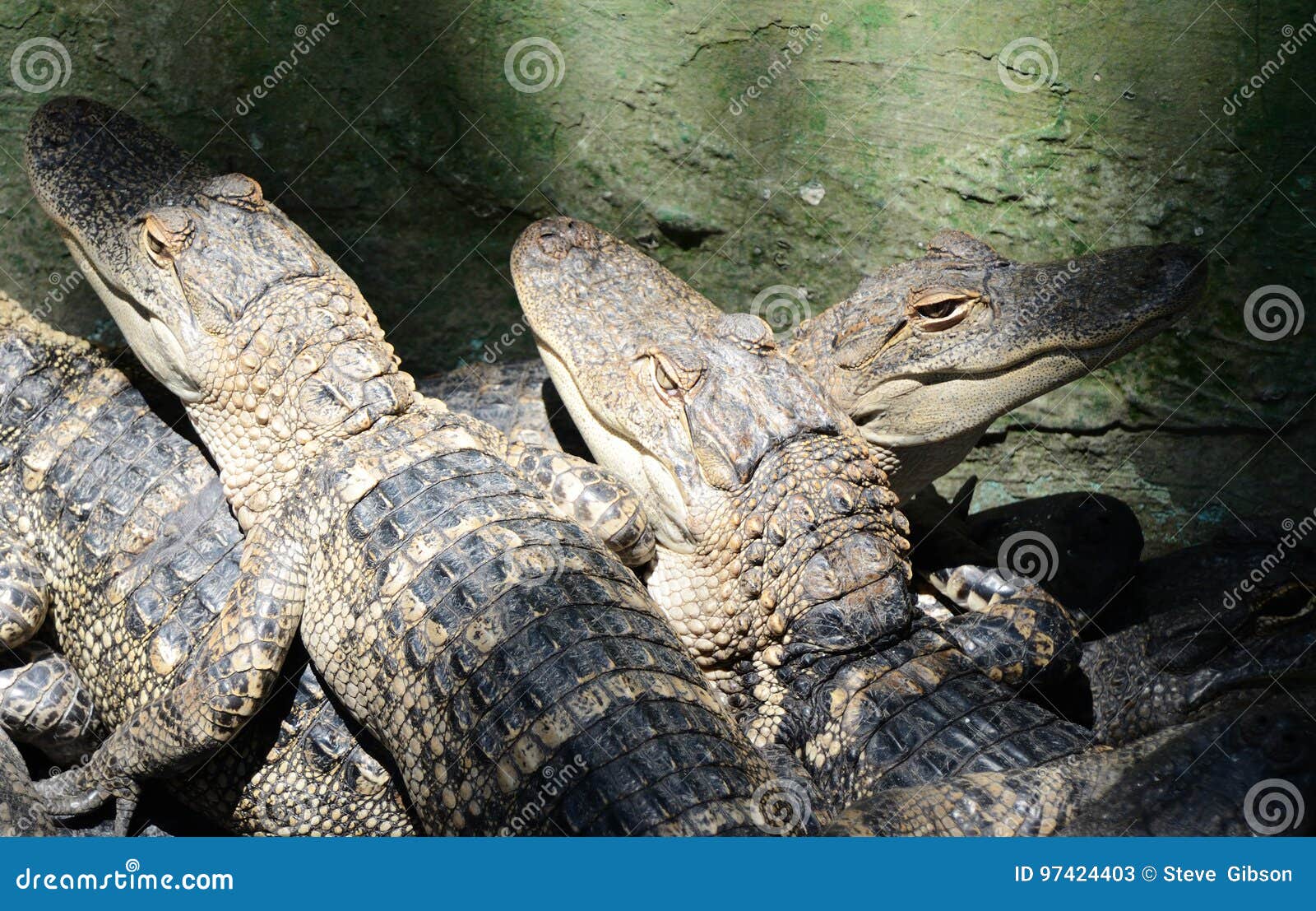 American Alligator Farm stock image. Image of outdoors - 97424403