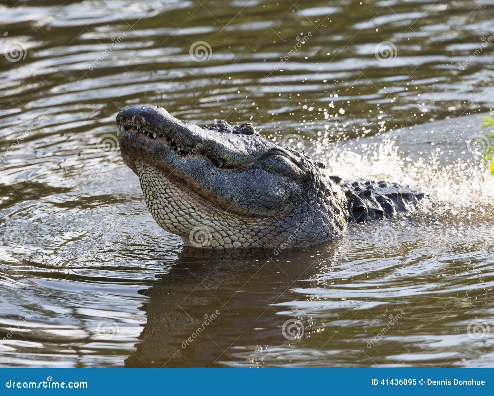 American Alligator in Florida Wetland Stock Image - Image of reptile ...