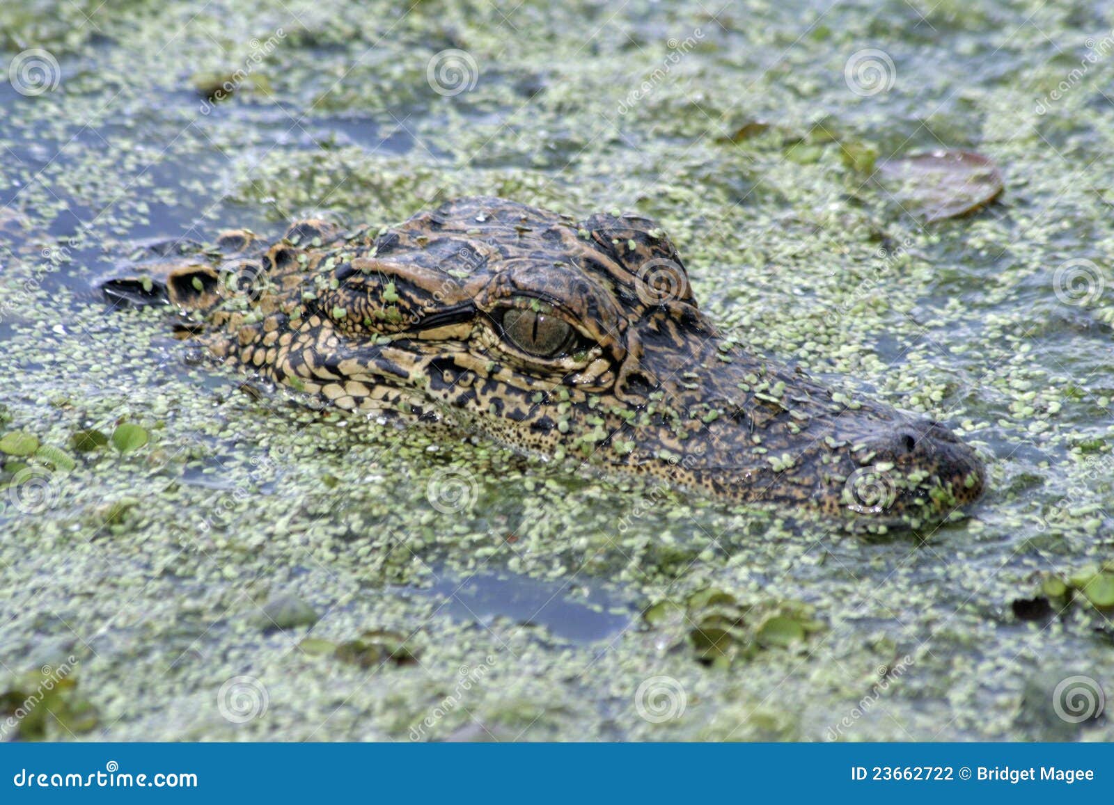 American Alligator Head stock photo. Image of alligatoridae - 23662722