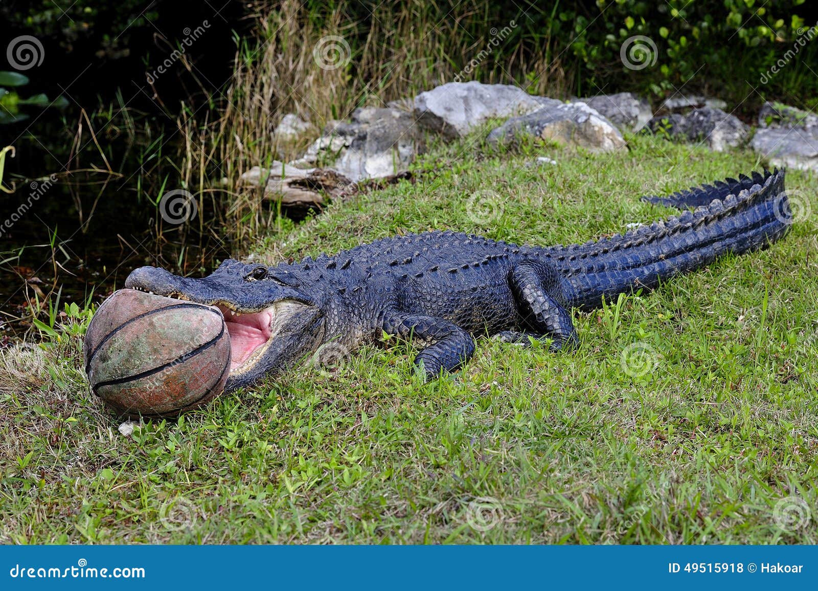 American alligator stock photo. Image of mississippiensis - 49515918